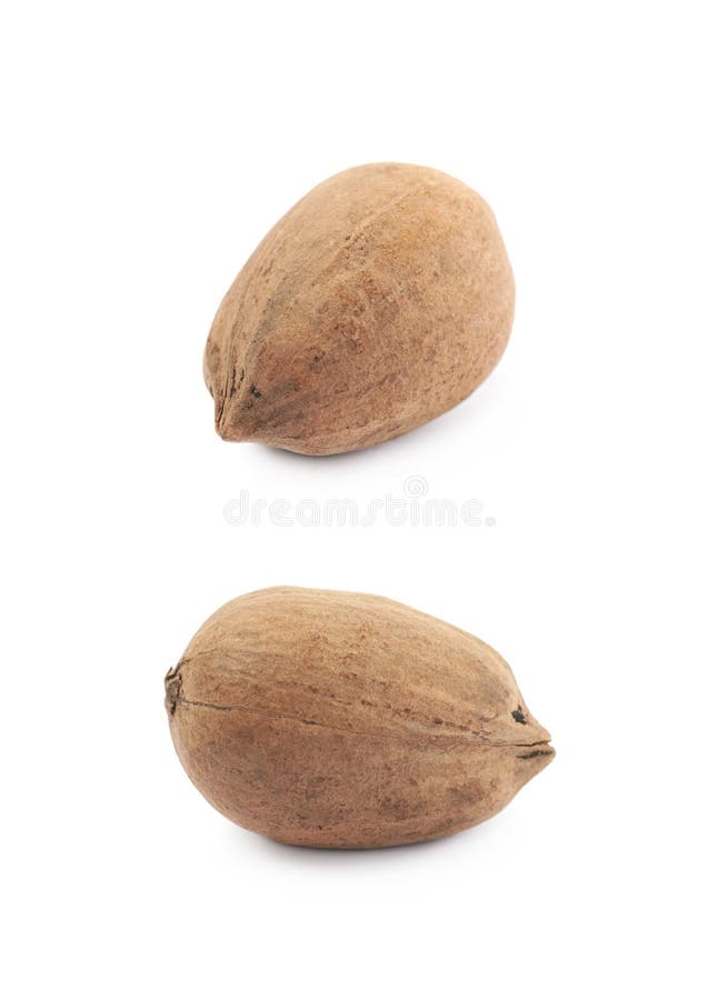 Single pecan nut isolated stock photo. Image of seed - 93092306