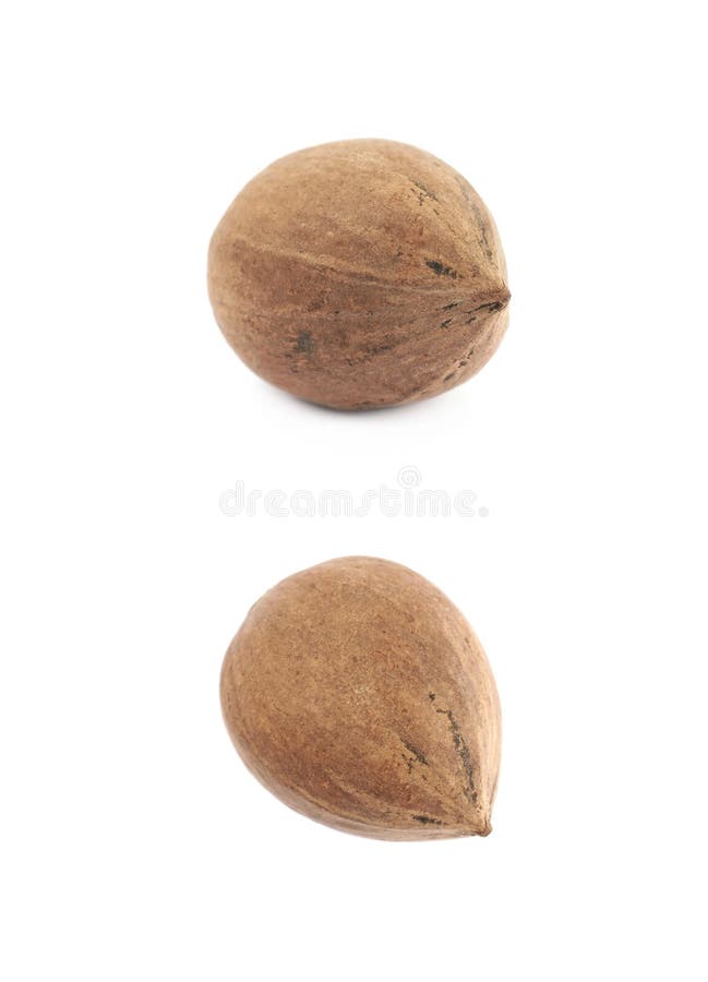 Single pecan nut isolated stock photo. Image of isolated - 93092416