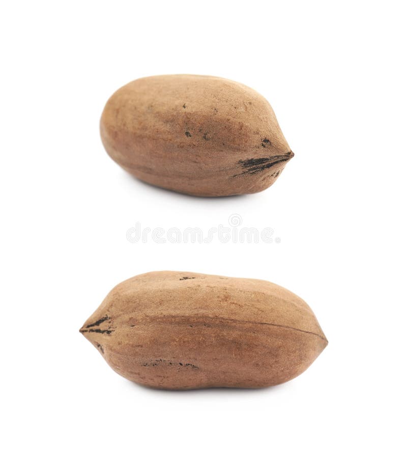 Single pecan nut isolated stock image. Image of fresh - 93092555