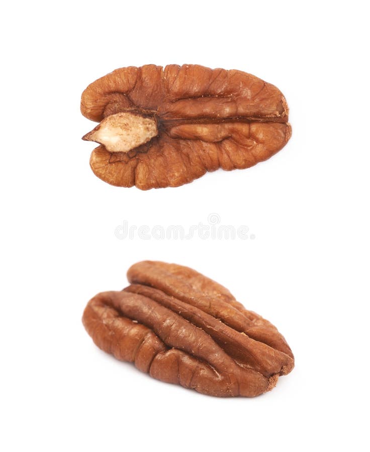 Single pecan nut isolated stock photo. Image of pile - 93444098