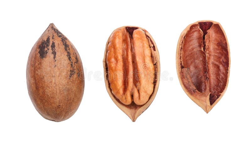 Single Pecan Nut Isolated on White Background, Set of Three Different ...