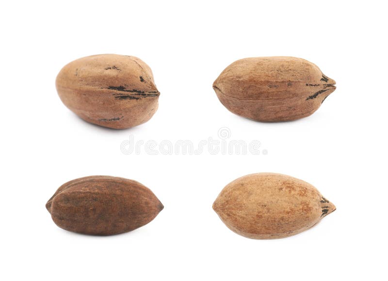 Single pecan nut stock photo. Image of closeup, background - 93589418