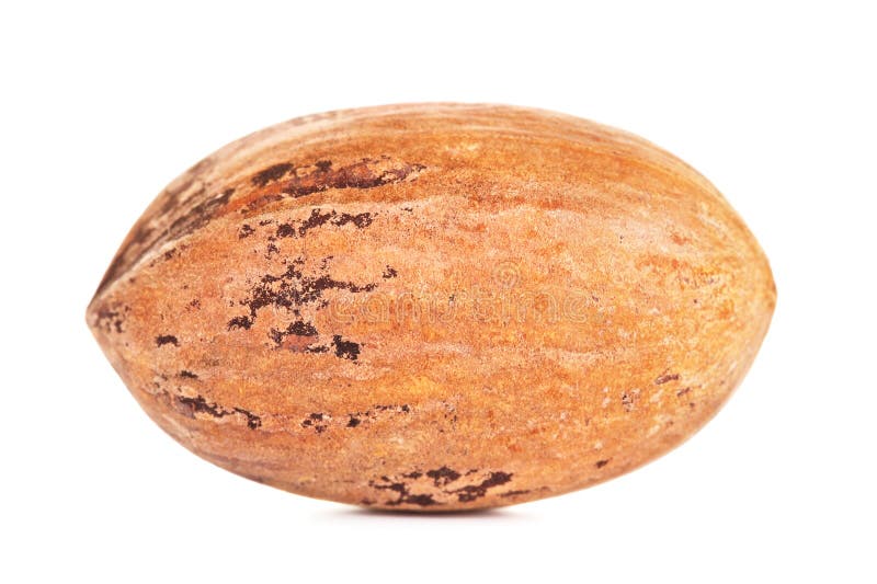 Single Pecan Nut Isolated on White Background, Set of Three Different ...