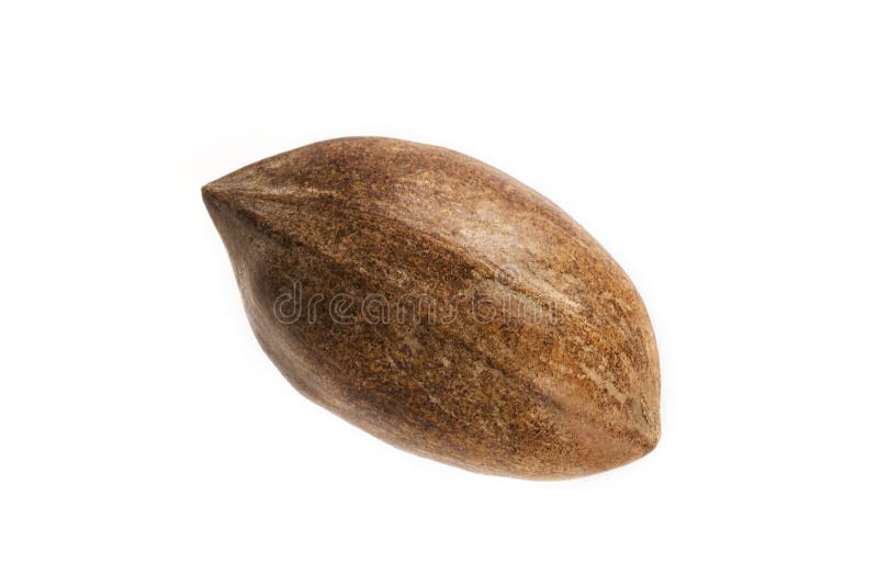 Single pecan nut on white stock image. Image of diet - 70436461
