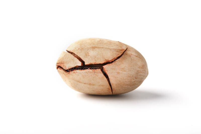 A Single Pecan Shell with Cracks Isolated on a White Background. Close ...