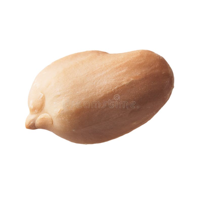 Single Peeled Peanut Isolated on a White Background Stock Photo - Image ...