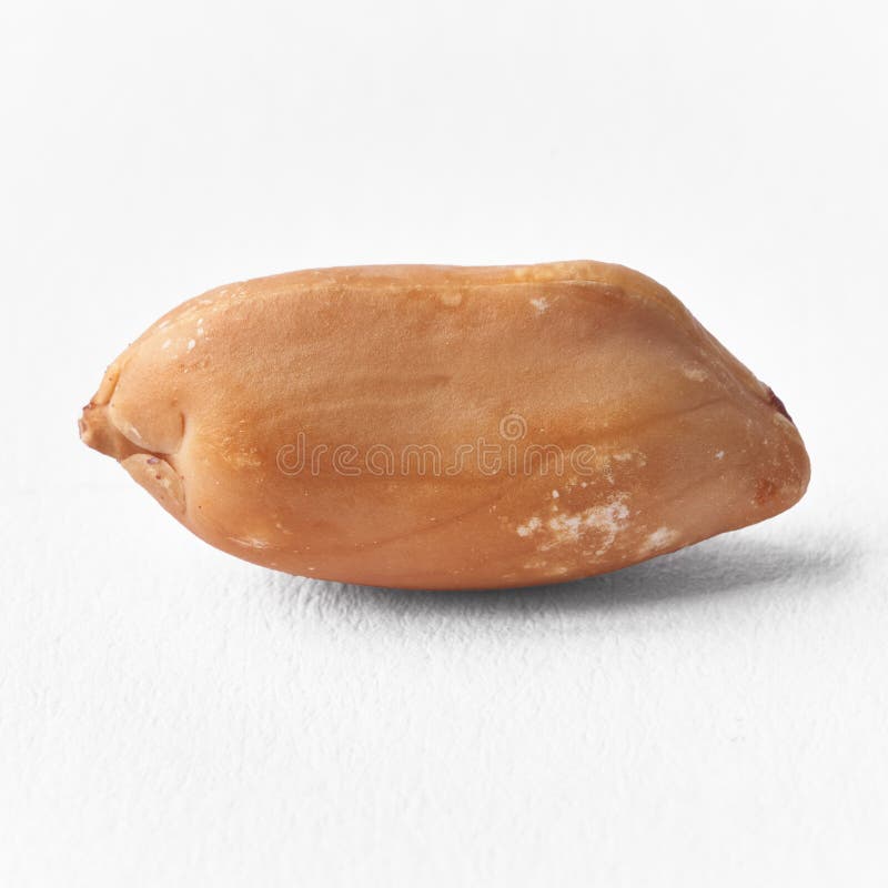Single Peeled Peanut Isolated on a White Background Stock Photo - Image ...