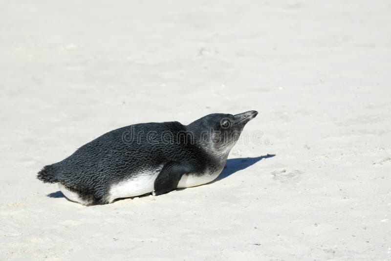 Single Penguin at Cape Peninsula Stock Photo - Image of peninsula ...