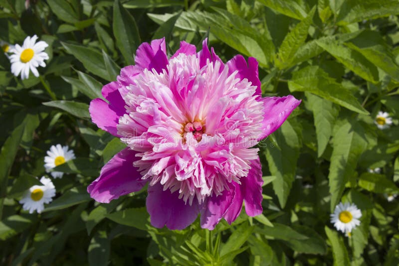 Single peony on field stock image. Image of blossom, flowerbed - 78069719