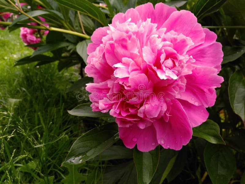 Single Peony flower stock photo. Image of freshness, public - 87366544