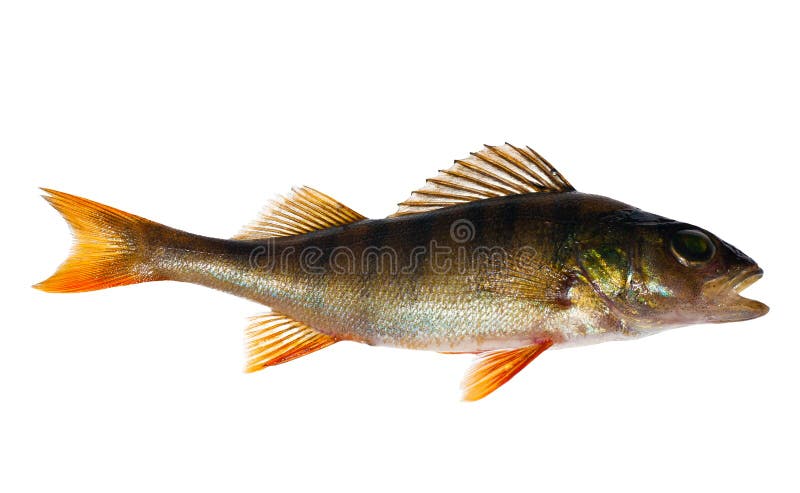 Small perch on hook stock image. Image of object, animal - 18051555