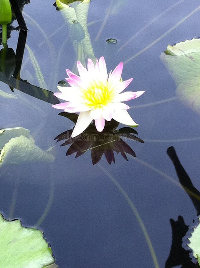 Single Perfect Water Lily stock photo. Image of lilypad - 75766792