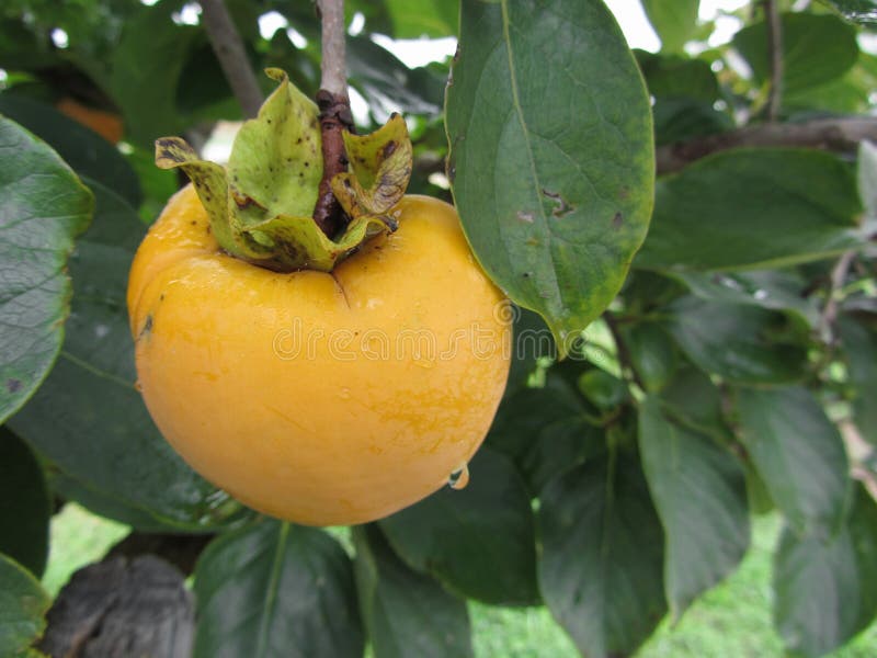 Single Persimmon Fruit on the Tree in Leaves Stock Photo - Image of ...