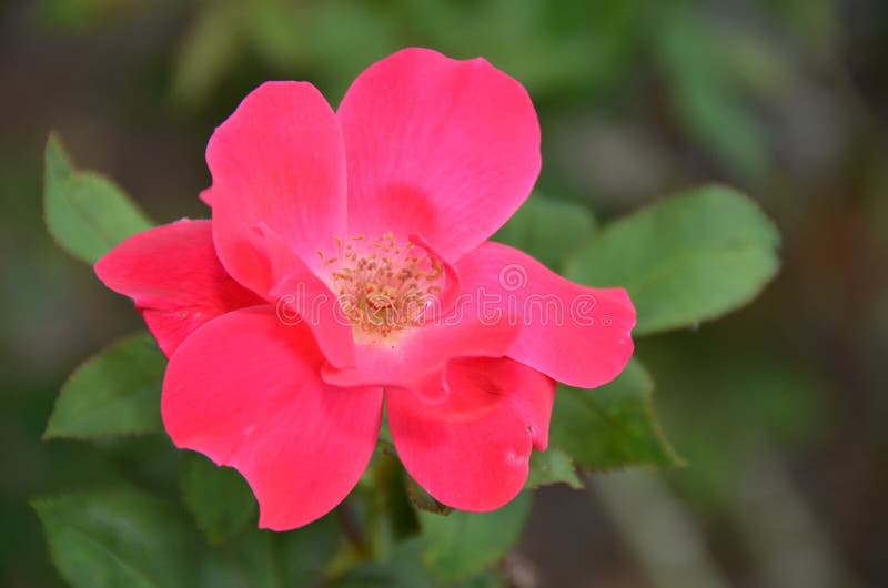 Single petal rose stock photo. Image of detail, flower - 80926704