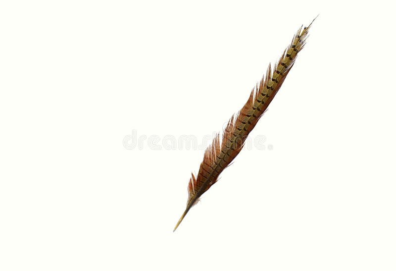 2,249 Quill Tail Stock Photos - Free & Royalty-Free Stock Photos from ...