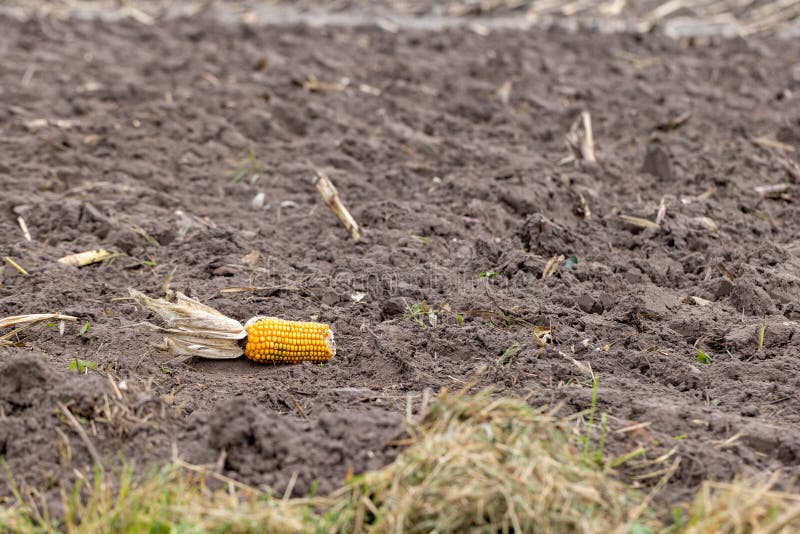 Single Piece of Corn Left on a Corn Farm Field after the Harvest Stock ...