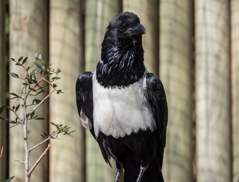 Single Pied Crow (Corvus Albus) Perched on a Branch, Its Feathers ...