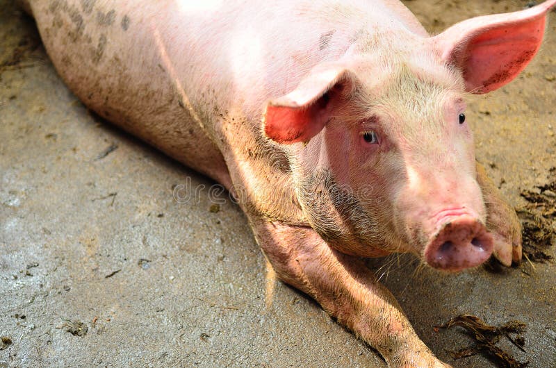 Single pig at an farm stock photo. Image of swine, food - 62989286