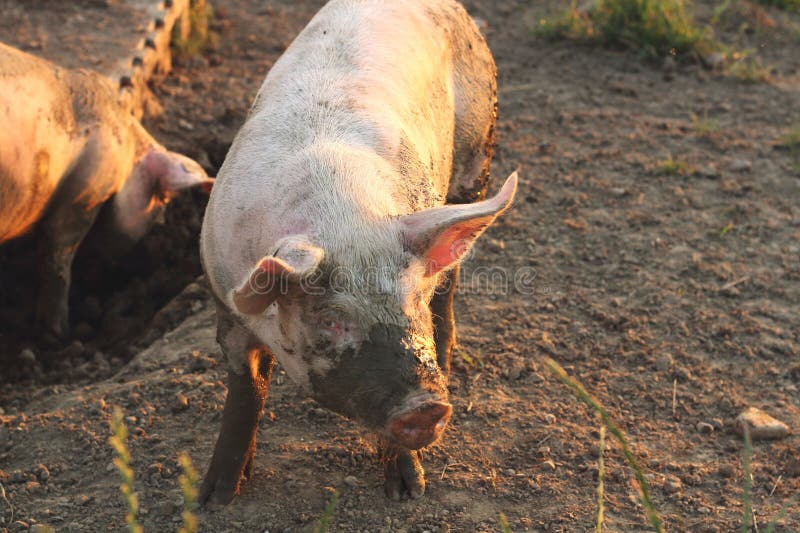 Single Pig Half Covered in Mud in Magic Hour Light Stock Image - Image ...