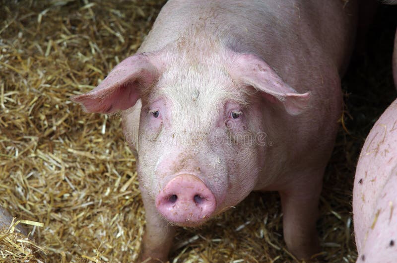 A single pig in the straw stock image. Image of pigsty - 188655775