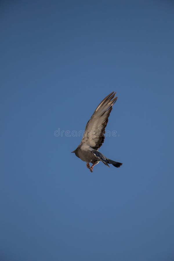 Single Pigeon Flying in Air Stock Image - Image of animal, isolated ...