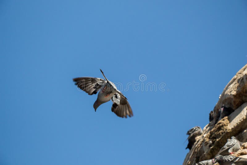 Single Pigeon Flying in Air Stock Photo - Image of freedom, wing: 129726238