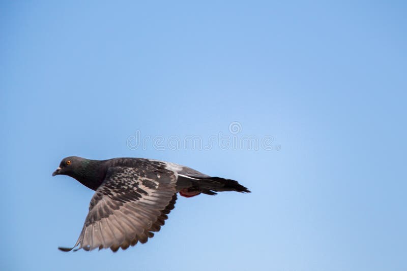 Single Pigeon Flying in Air Stock Image - Image of freedom, peace: 95406155