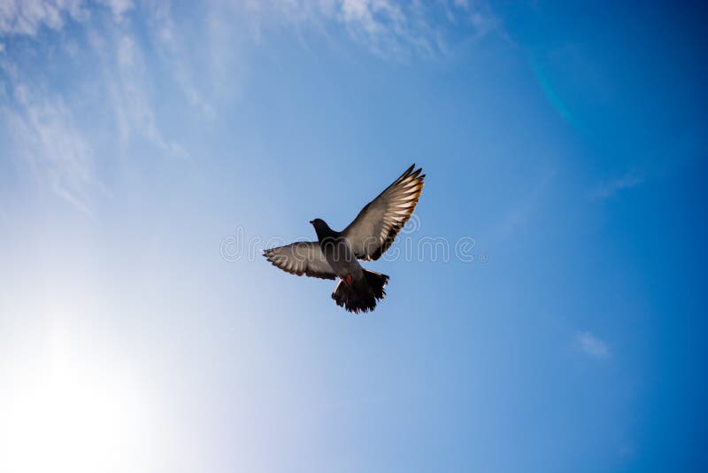 Single Pigeon Flying in Air Stock Photo - Image of pigeon, birds: 95409606