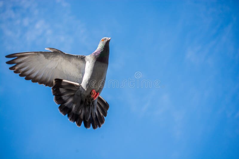 Single Pigeon Flying in Air Stock Image - Image of beak, portrait: 96456699