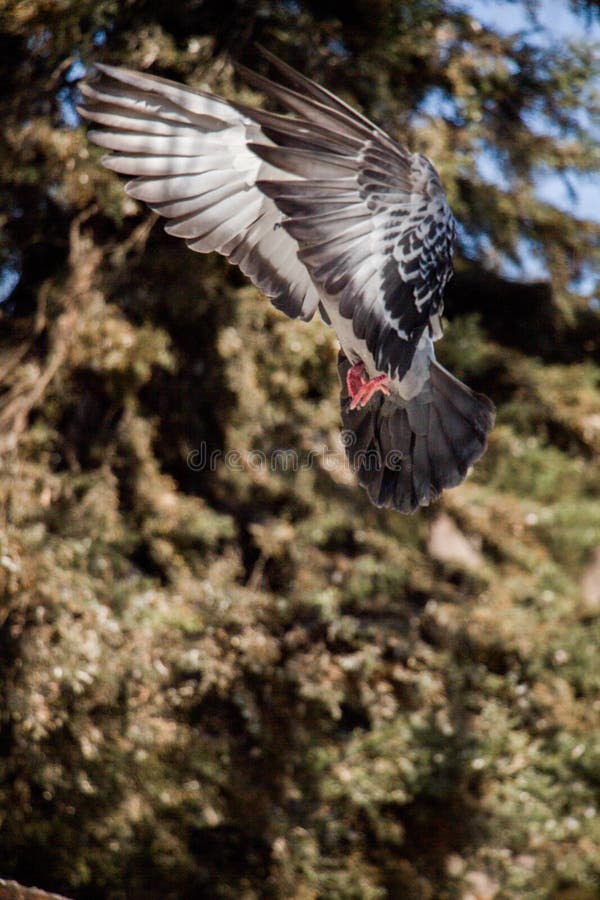 Single Pigeon Flying in Air Stock Photo - Image of dove, wildlife: 95399608