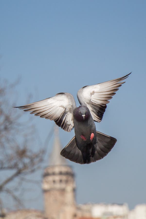 Single Pigeon Flying in Air Stock Image - Image of birds, pigeonanimal ...