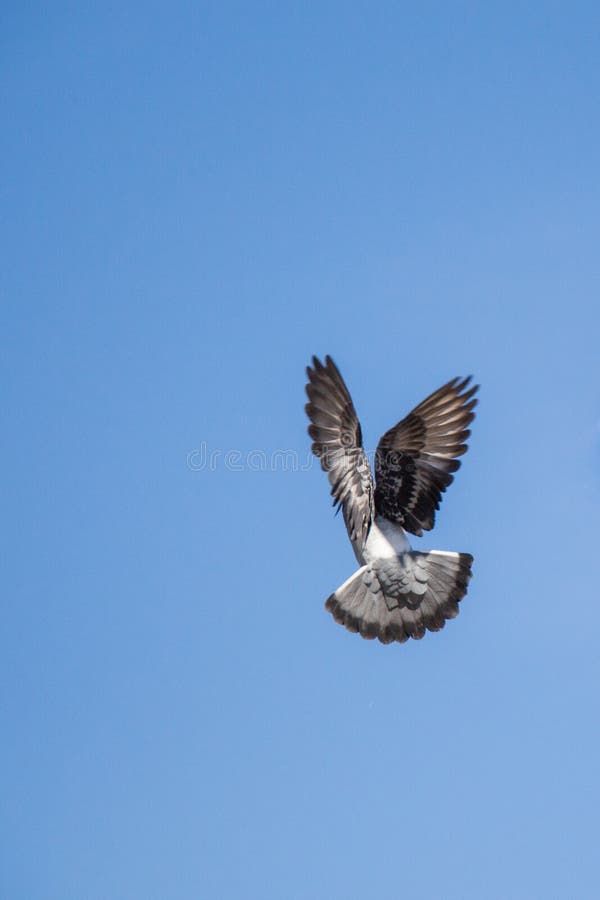 Single Pigeon Flying in Air Stock Image - Image of pigeonanimal ...