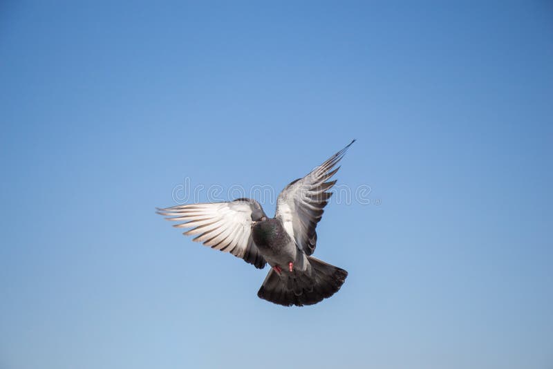 Single Pigeon Flying in Air Stock Image - Image of wing, bird: 96356019