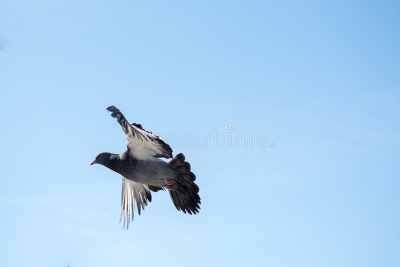 Single Pigeon Flying in Air Stock Photo - Image of stand, wing: 97236348