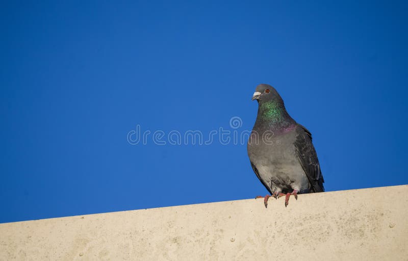 Single Pigeon Sitting on a Building Stock Photo - Image of wing, avian ...