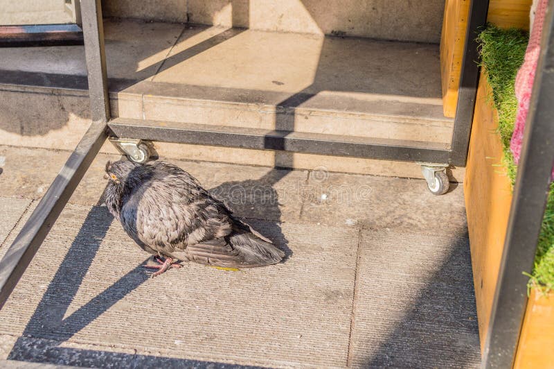 Single Pigeon Standing Under a Table Stock Photo - Image of bird ...