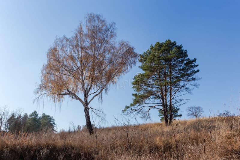 Single Pine and Birch on Valley Slope with Dry Grass Stock Photo ...