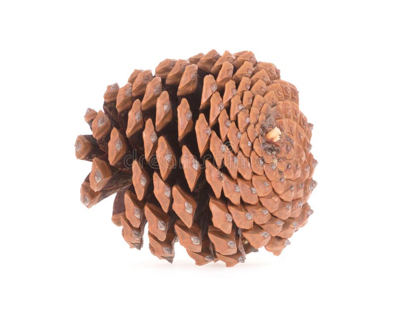Single pine cone isolated stock image. Image of brown - 118678713
