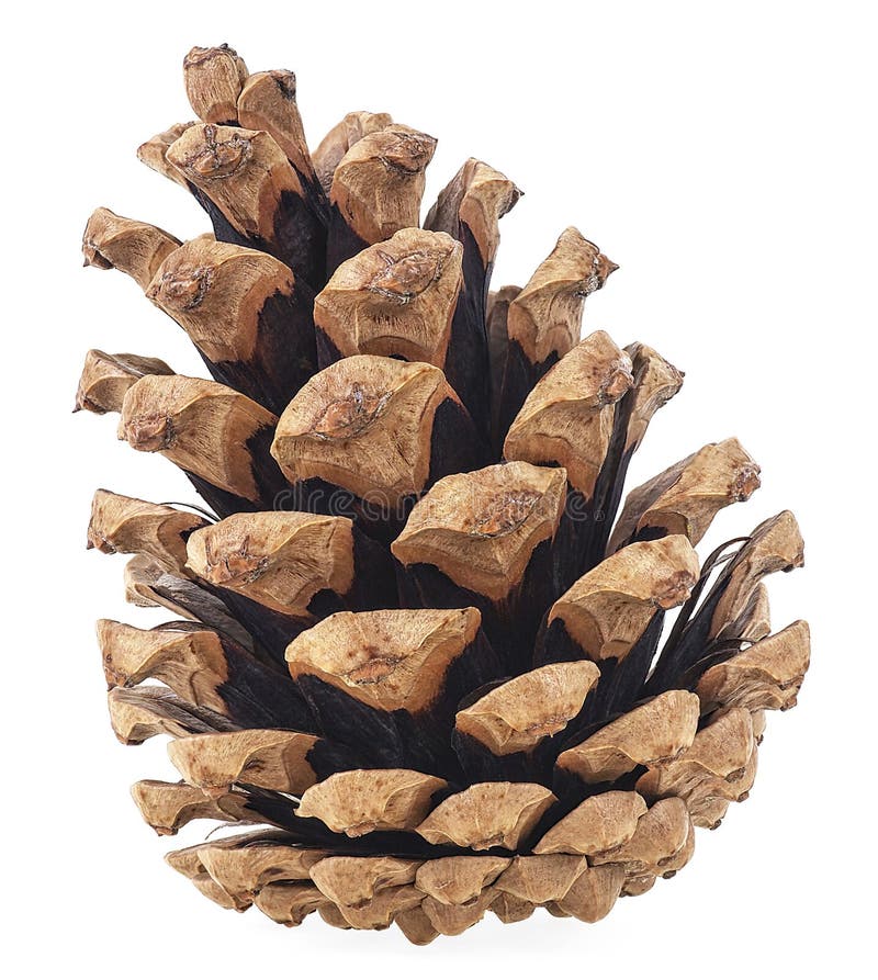 Single Pine Cone Isolated on White Background. Brown Pine Cone Stock ...