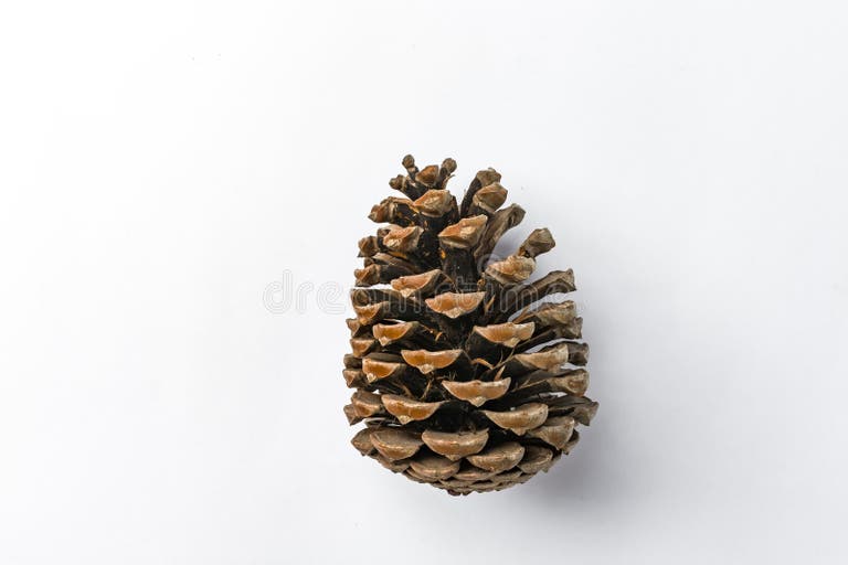 Single Pine Cone on White Background Stock Image - Image of ...