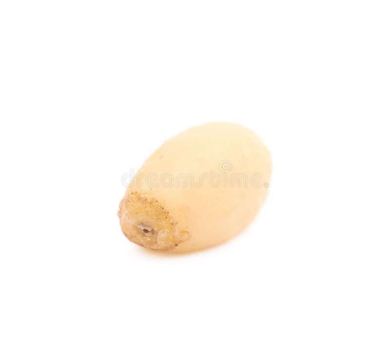 Single pine nut isolated stock photo. Image of group - 109015824