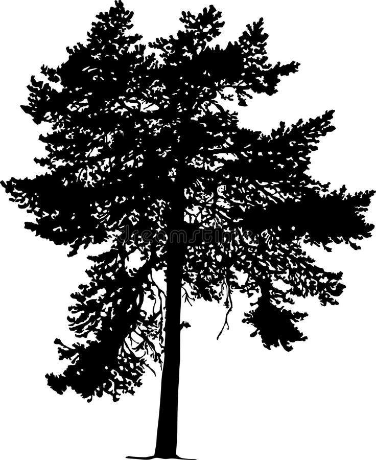 Single pine silhouette stock vector. Illustration of botany - 3907808