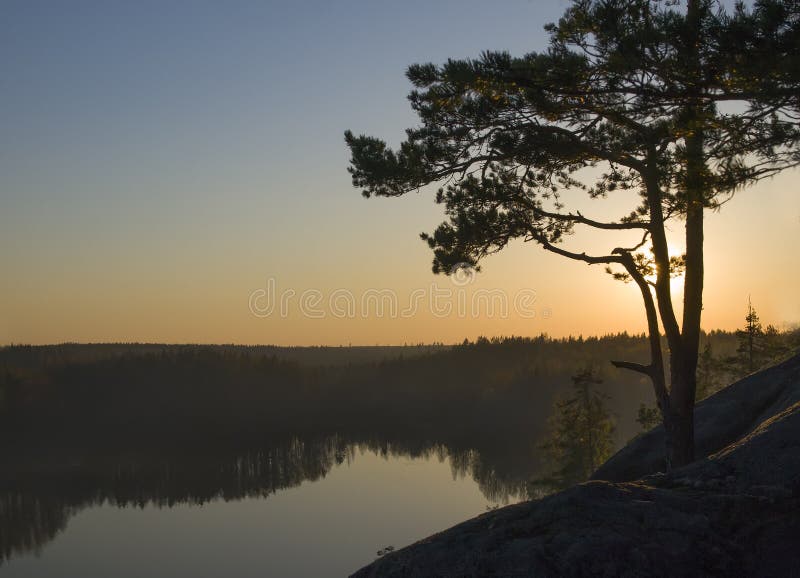 Single Pine at Top of the Rock Over Lake. Stock Image - Image of summer ...