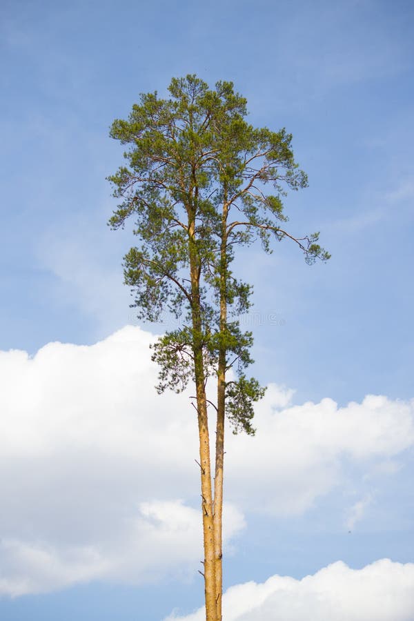 Single pine tre stock photo. Image of pine, blue, tree - 151481250