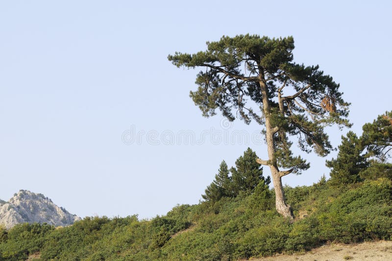 Pine trees stock photo. Image of deep, background, color - 11092700