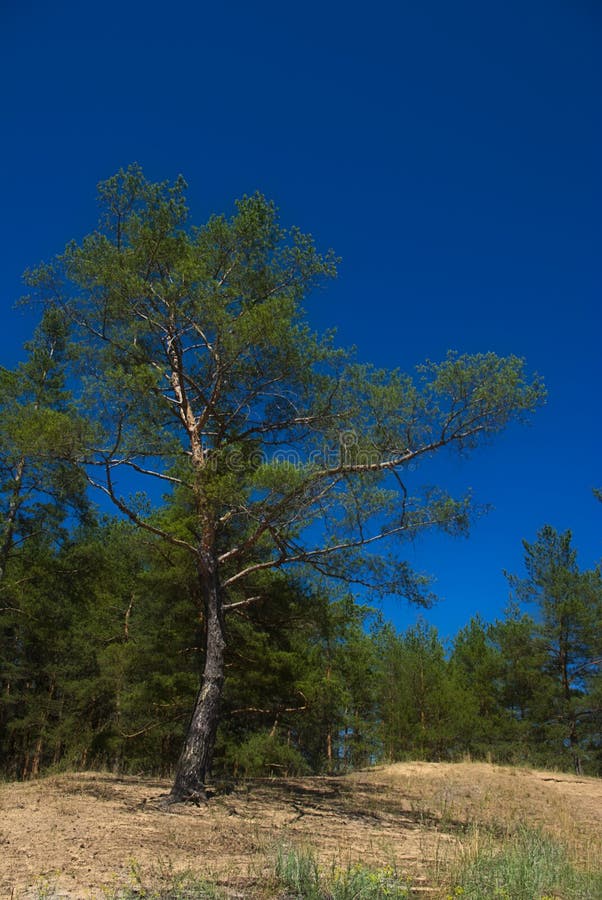 A Single Pine Tree in a Dessert Area Stock Photo - Image of sand ...