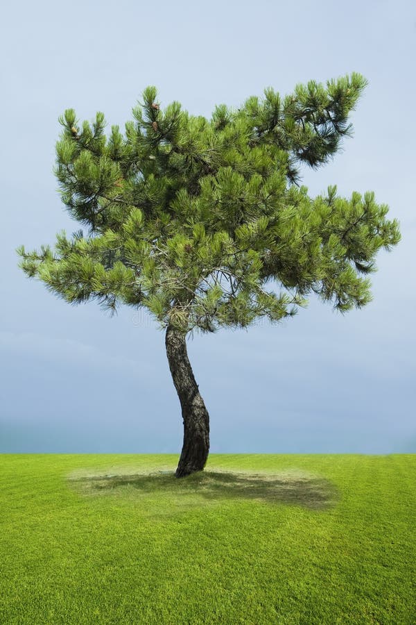 Single pine tree stock image. Image of lonely, alone - 40377555
