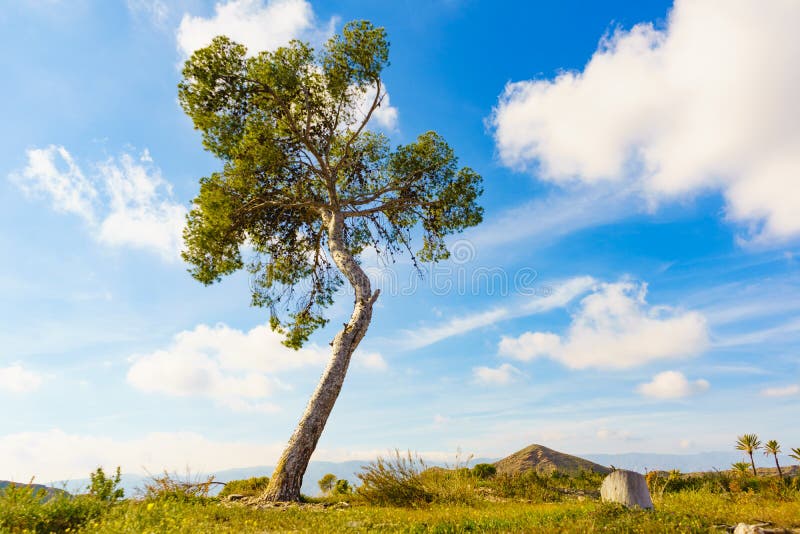Single Pine Tree Against Blue Sky Stock Photo - Image of pine, pinewood ...