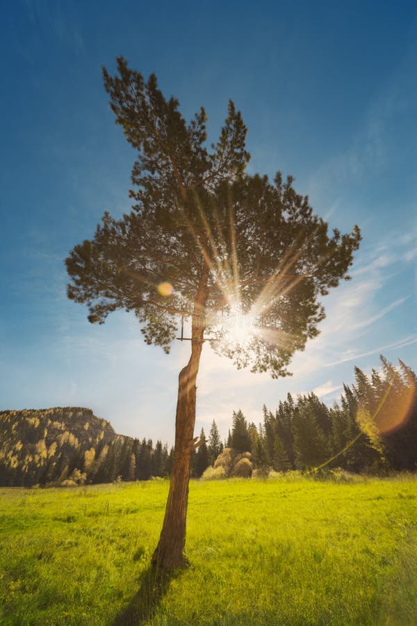 Single pine tree stock image. Image of yellow, peaceful - 30330935