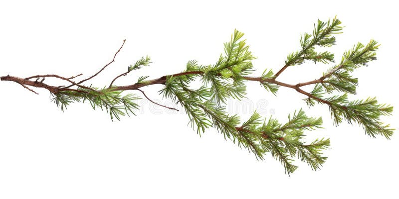 A Single Pine Tree Branch on a Plain White Background. Perfect for ...